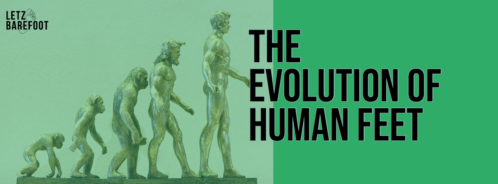 The Evolution of the Human Foot: Benefits of Barefoot Walking and ...